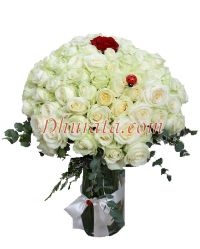 Dergo lule ne Tirane Shqiperi