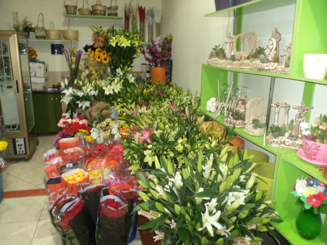 Dergo lule ne Lushnje Shqiperi